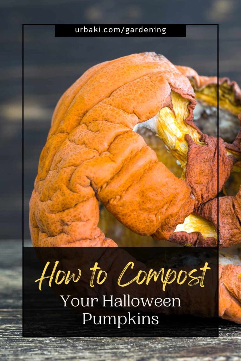 How to Compost Your Halloween Pumpkins