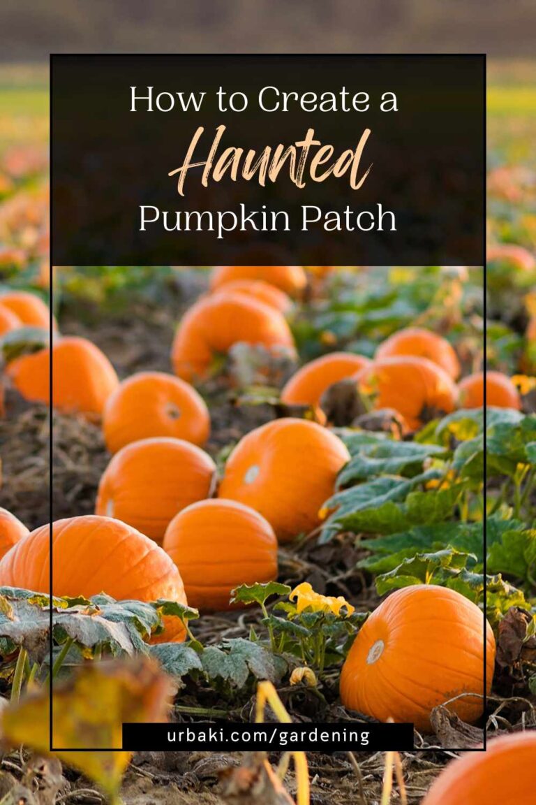 How to Create a Haunted Pumpkin Patch