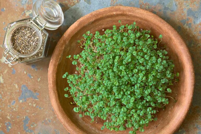 How to Grow Chia at Home from Store-Bought Seeds