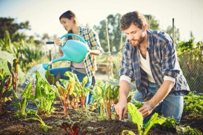 Organic vs. Conventional Gardening: Which Is Better?