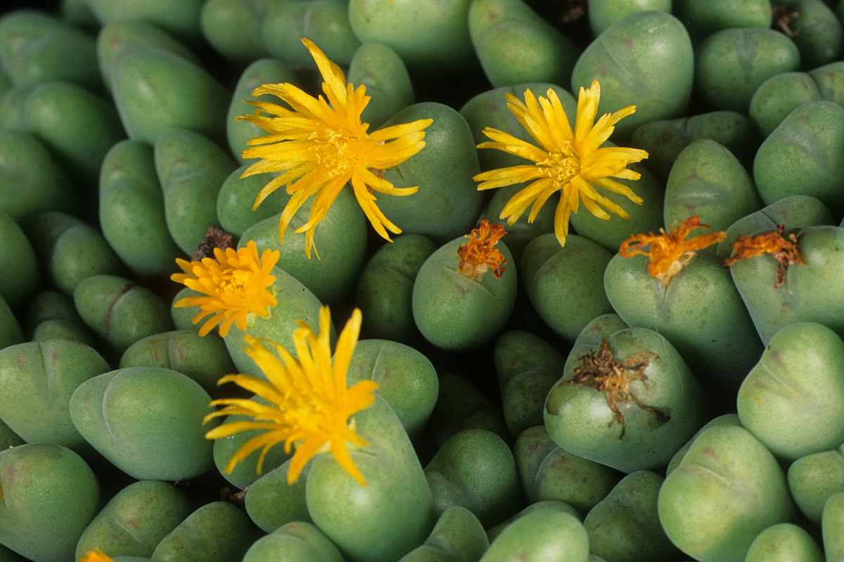 Rare Succulents: Why Conophytum Burgeri Stands Out