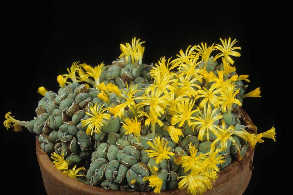 Rare Succulents: Why Conophytum Burgeri Stands Out