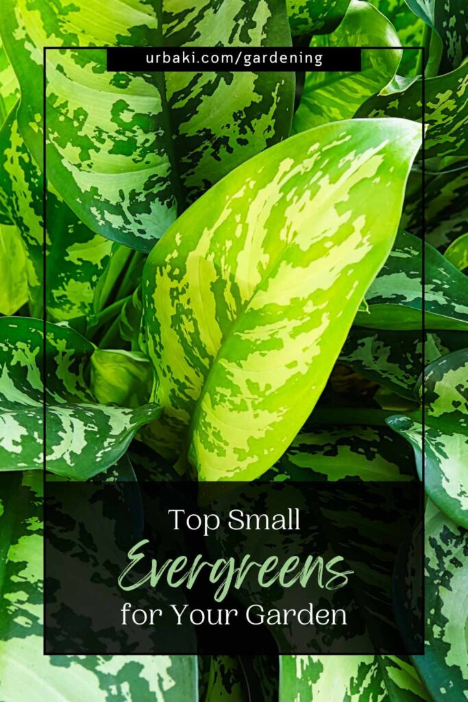 Top Small Evergreens For Your Garden