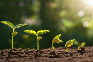 Maximize Harvests with Successive Planting