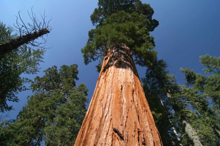 What are The Top 3 Biggest Trees?