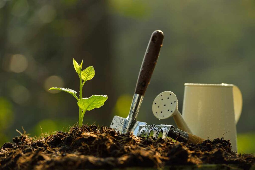 Simple Guide to Starting a Garden from Scratch