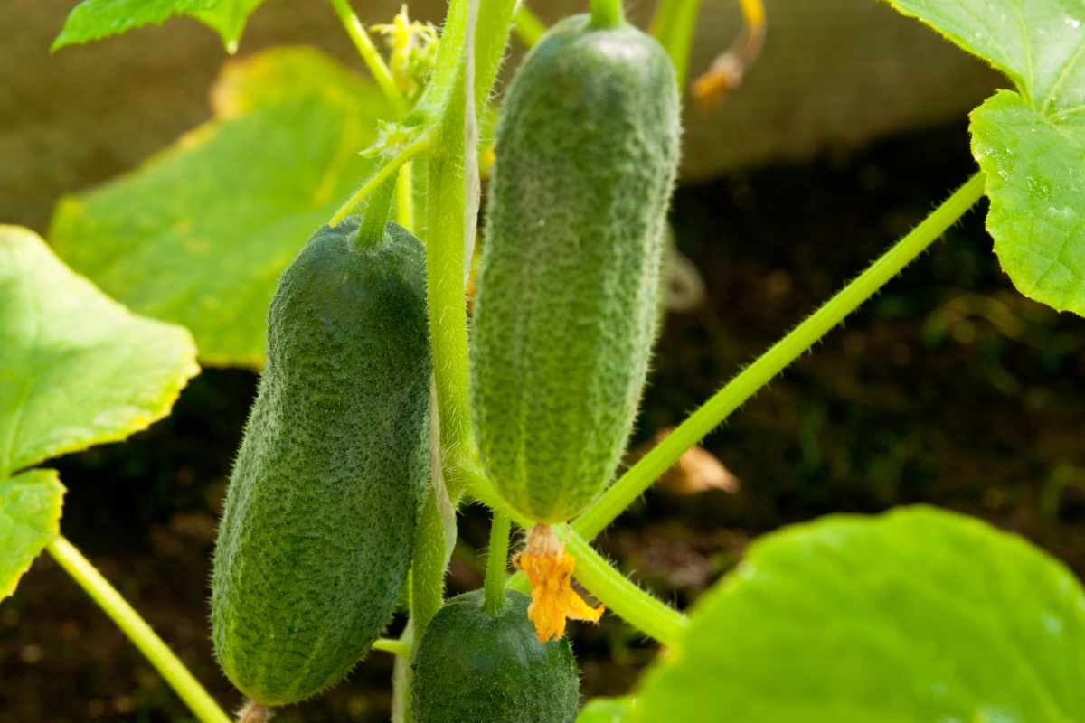 8 Plants You Should NOT Plant Next to Your Cucumbers