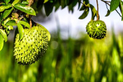 Learn How to Grow Soursop - A Tropical Delight