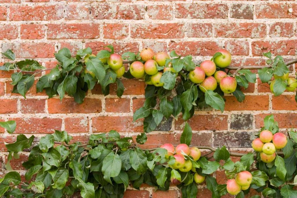 How Can You Optimize Space When Growing Fruit Trees?