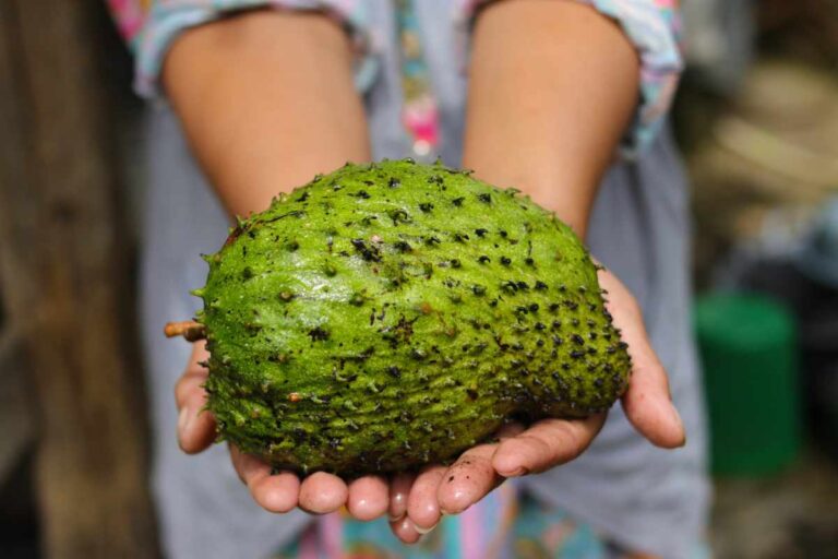 Learn How to Grow Soursop - A Tropical Delight