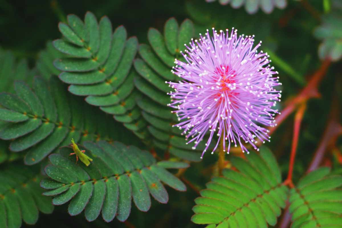 How to Grow Touch-Me-Not Flowers
