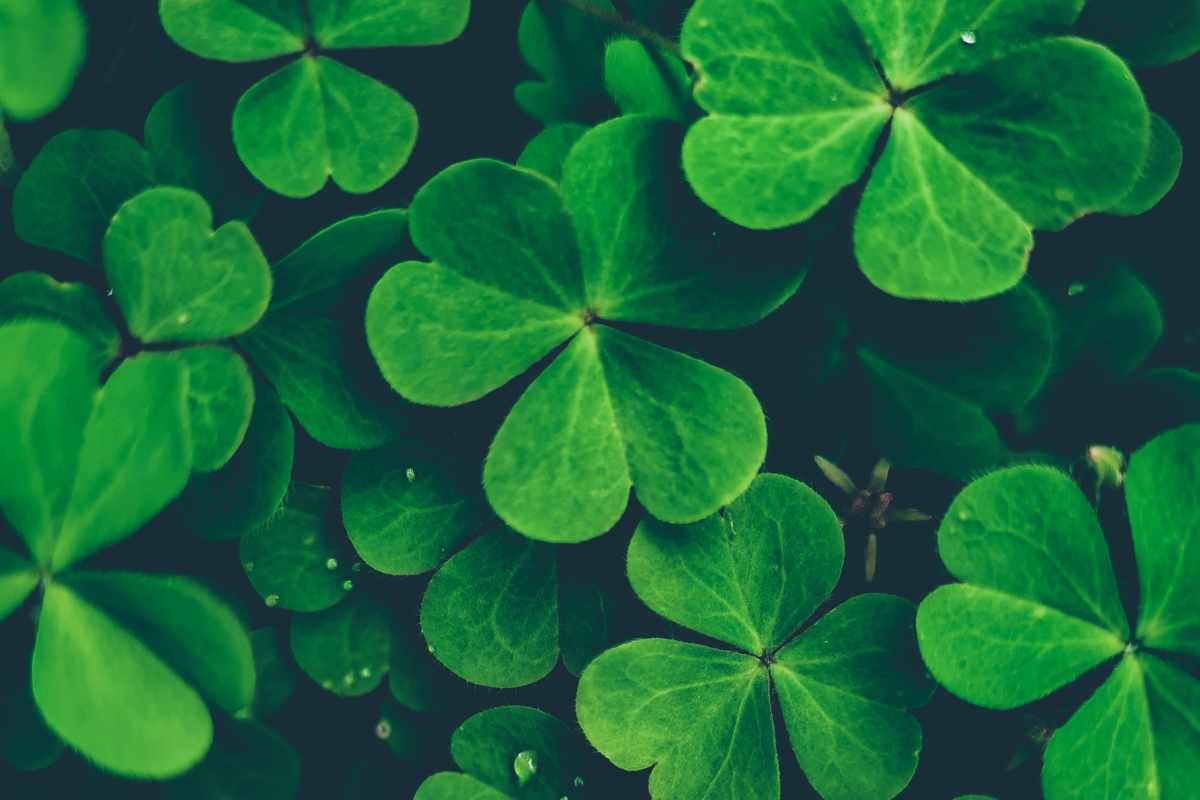 Is Clover Good or Bad for Your Yard?