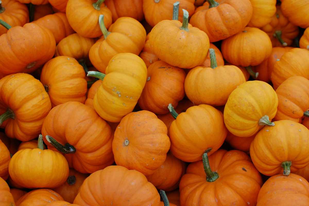 The Best Time to Start Planning Your Halloween Garden