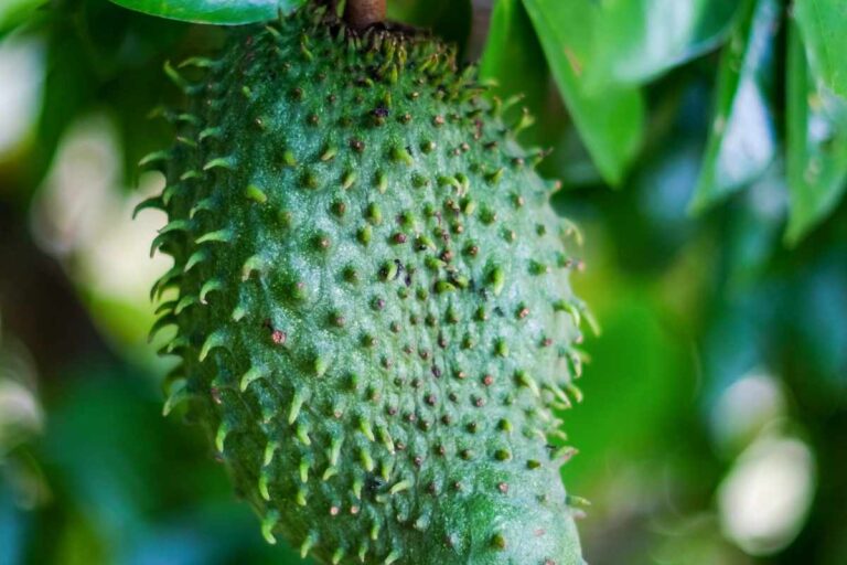 Learn How to Grow Soursop - A Tropical Delight