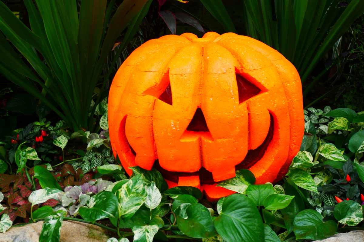 The Best Time to Start Planning Your Halloween Garden