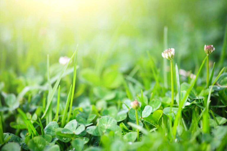 Is Clover Good or Bad for Your Yard?