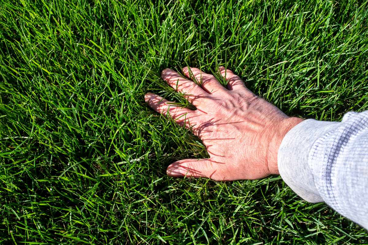 Turning Your Lawn into a Food Forest