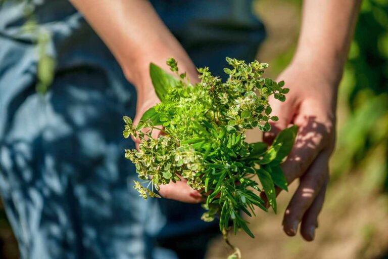 Using Organic Methods in Herb Gardening - Pros and Cons