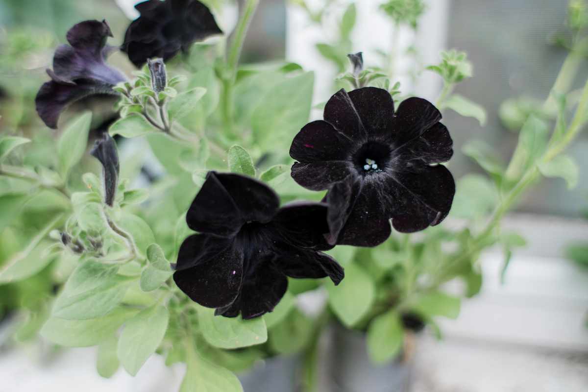 What Are the Best Plants for a Gothic Garden Design?