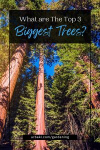 What are The Top 3 Biggest Trees?