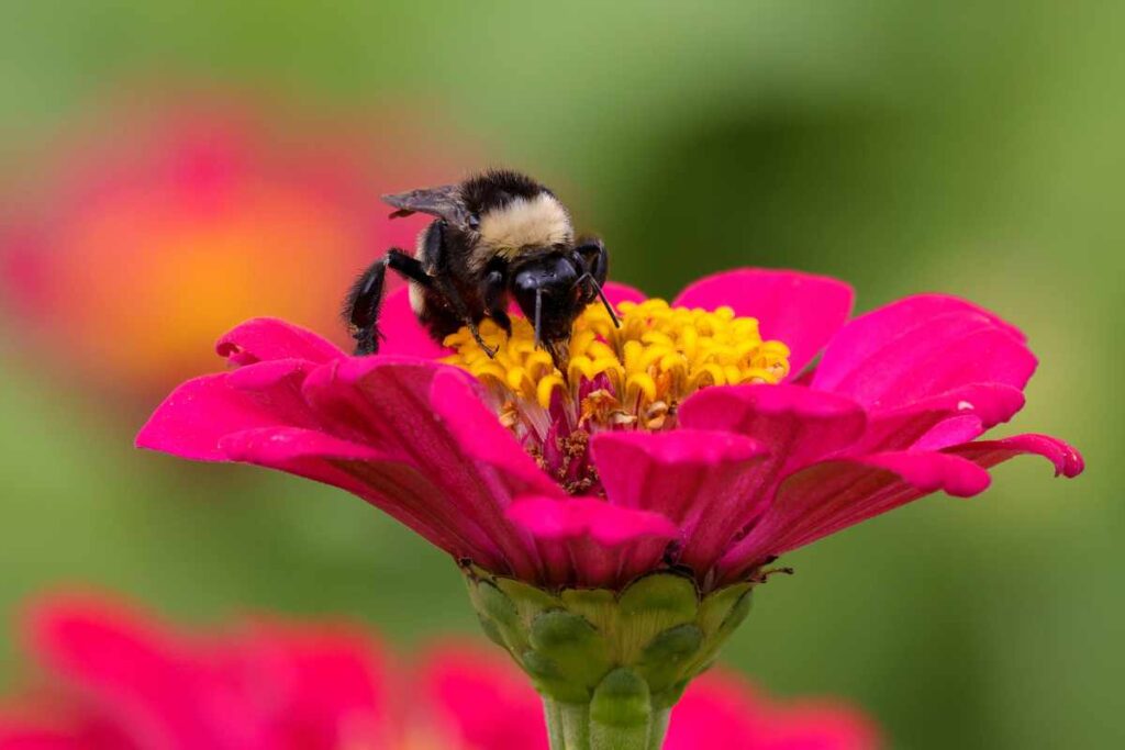 Why You Should Grow Heirloom Flowers in Your Garden