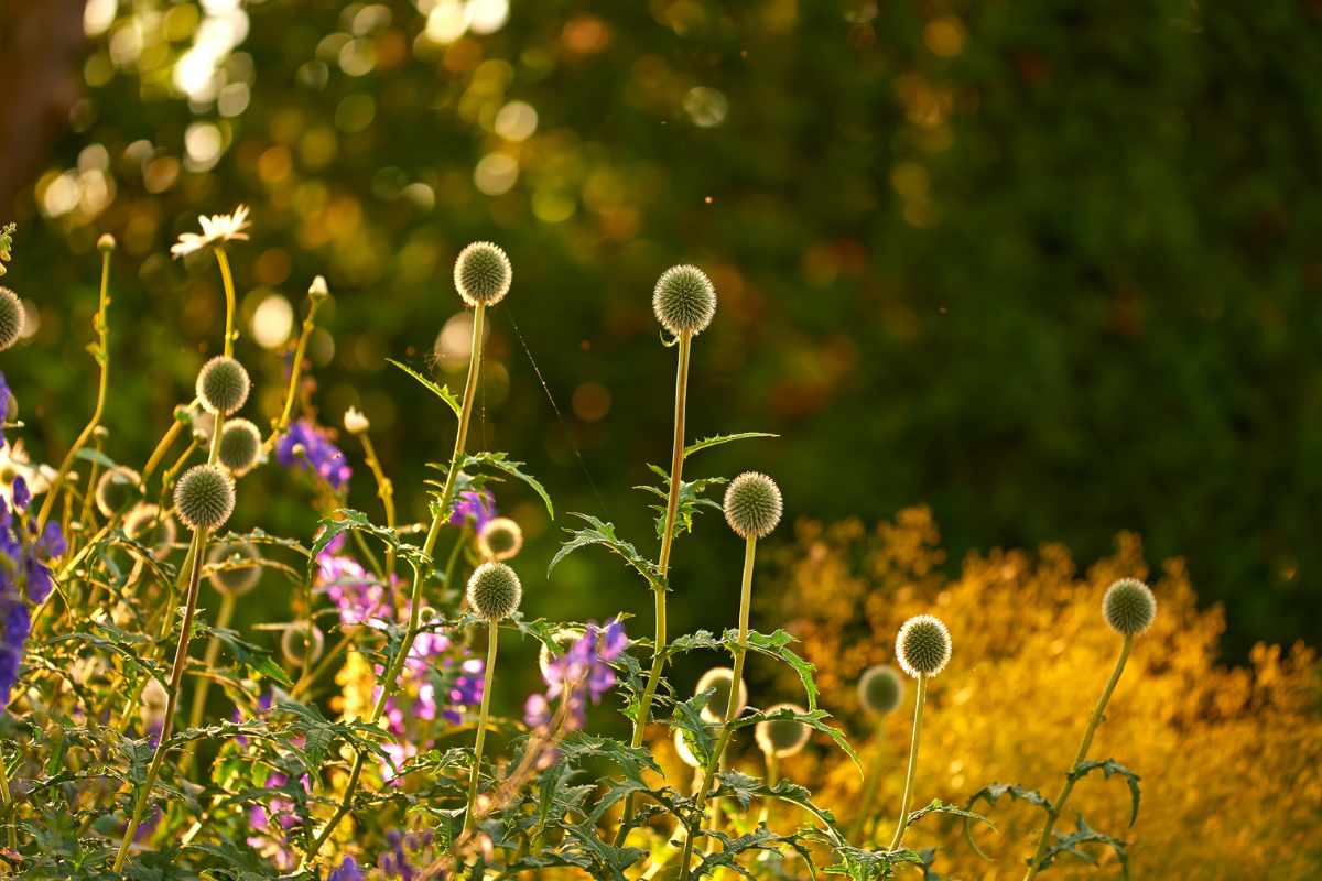 How to Create a Small Meadow Garden?