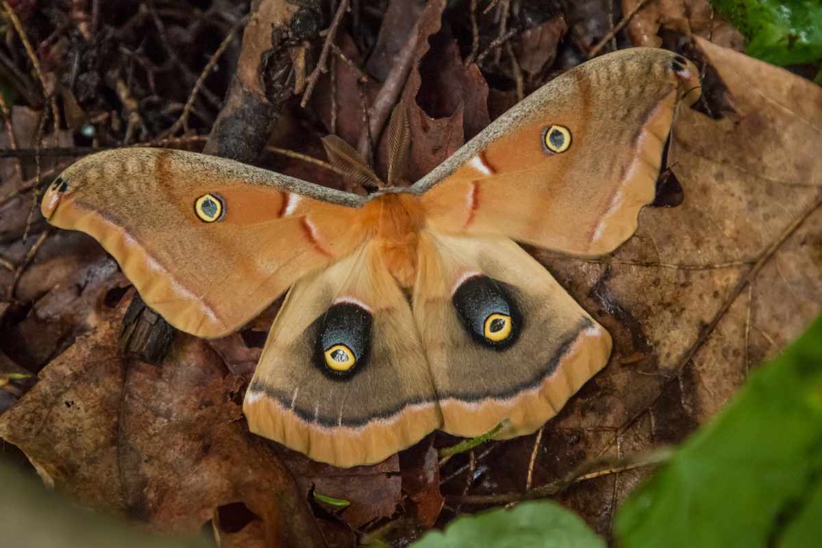 Are Moths Bad for your Garden?