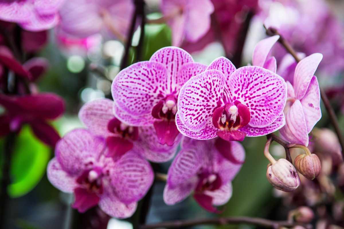 Are Orchids the Flower of Love?