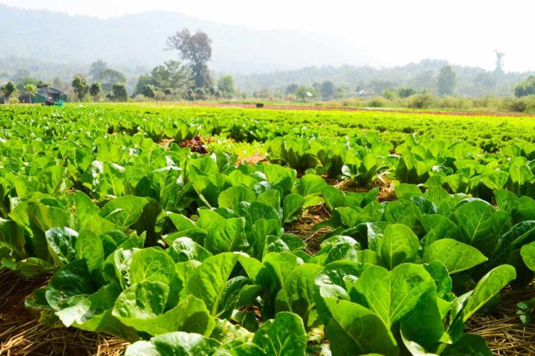 How to Boost Your Vegetable Yields This Season