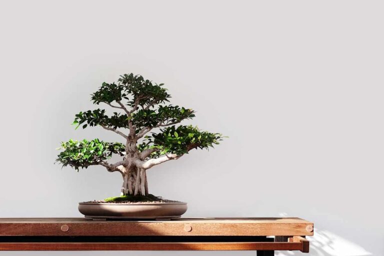 What Does It Mean to Have a Bonsai at Home?