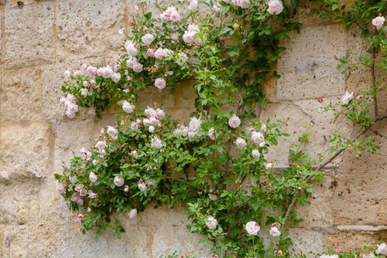 Espalier Made Easy: Tips for First-Time Gardeners