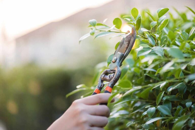 Essential Pruning Tips for Stronger Trees