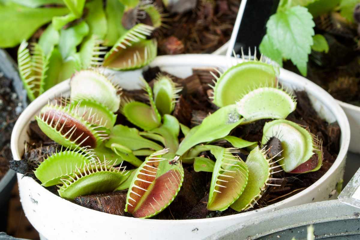 Feeding Carnivorous Plants: What’s Safe & What to Avoid