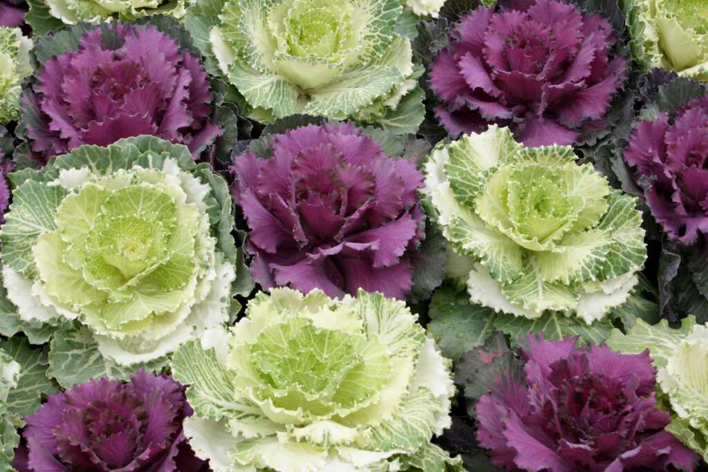 Can I Plant Ornamental Cabbage in the Fall?