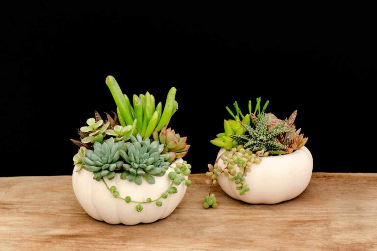 4 Easy Pumpkin Displays for Your Halloween Garden