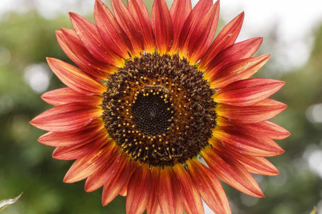 Top 4 Red Sunflower Varieties You Need to Know