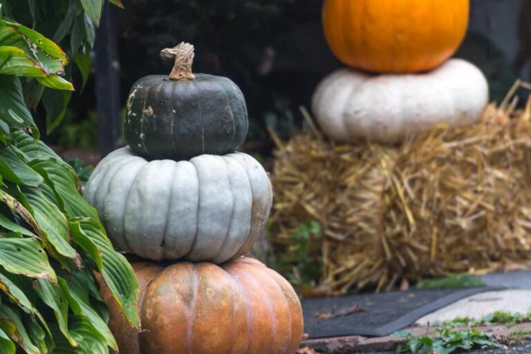 4 Easy Pumpkin Displays for Your Halloween Garden