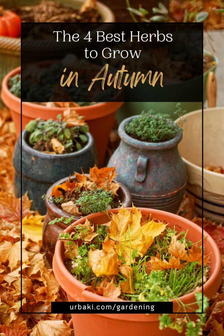 The 4 Best Herbs to Grow in Autumn