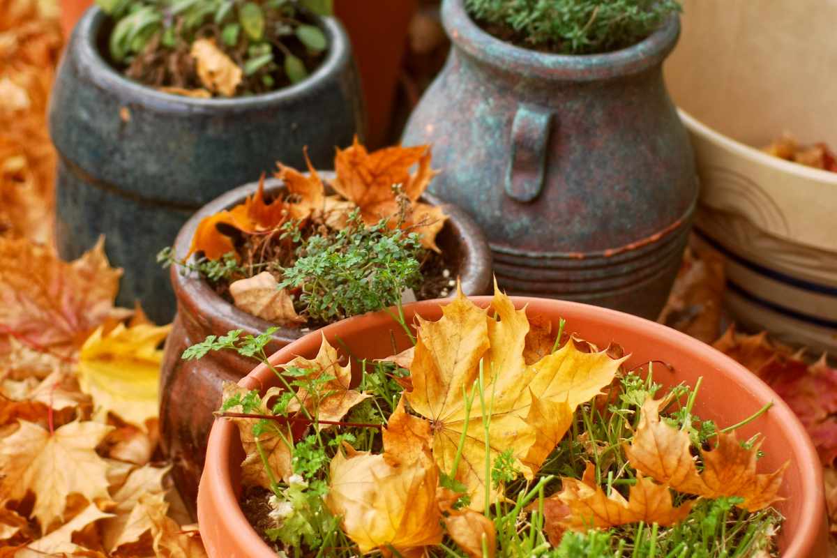 The 4 Best Herbs to Grow in Autumn