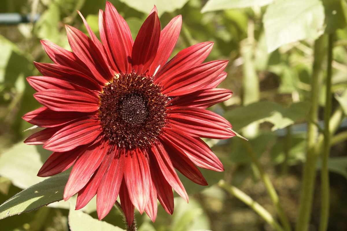 Top 4 Red Sunflower Varieties You Need to Know