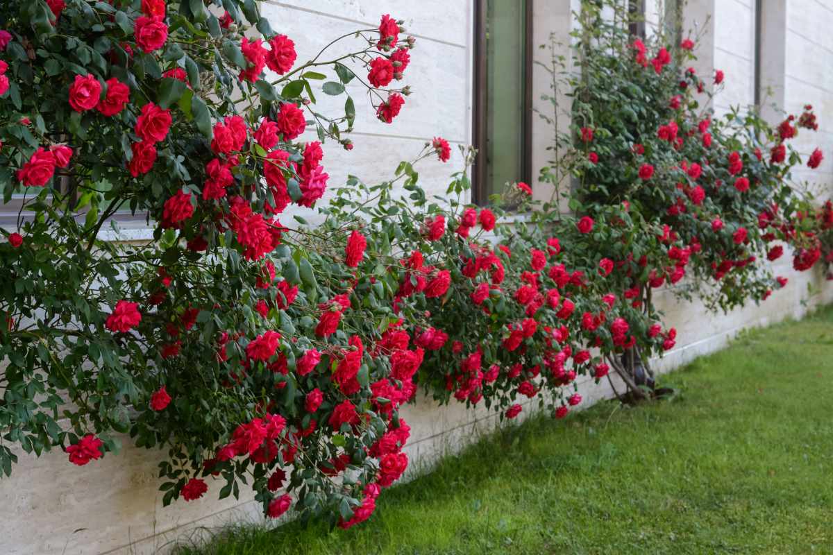 Espalier Made Easy: Tips for First-Time Gardeners