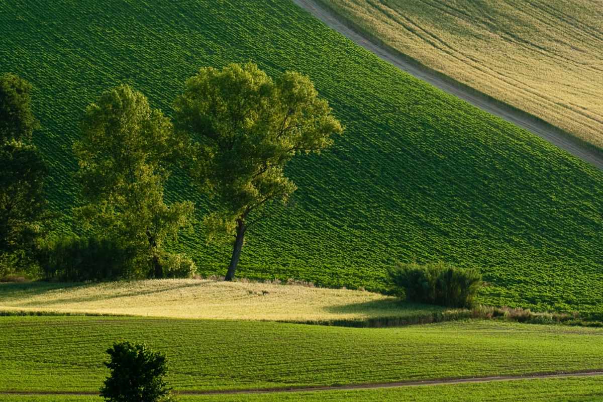 How to Grow Healthy Trees on Sloped Land