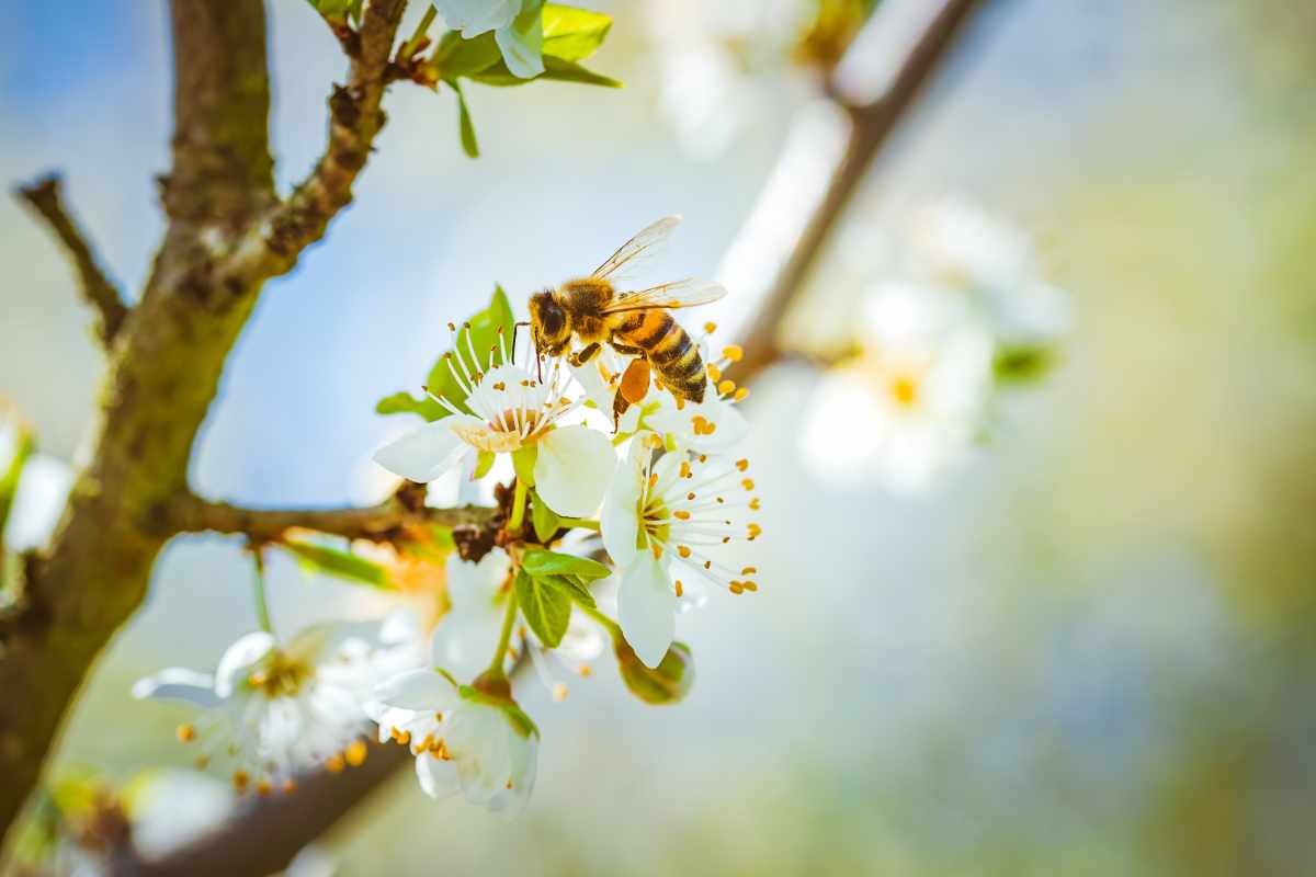 The Best Pollinators for Fruit Trees