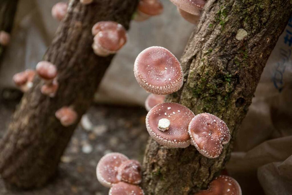 Mushrooms That Grow on Trees: A Guide to Types and Benefits