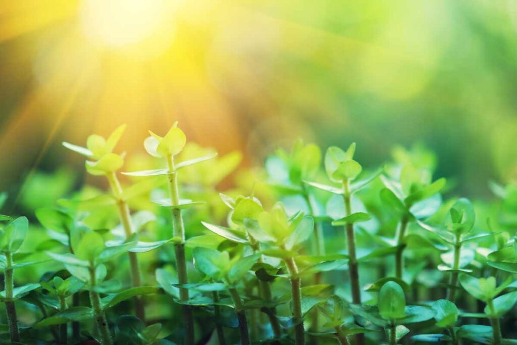 How to Give Plants the Right Amount of Sun