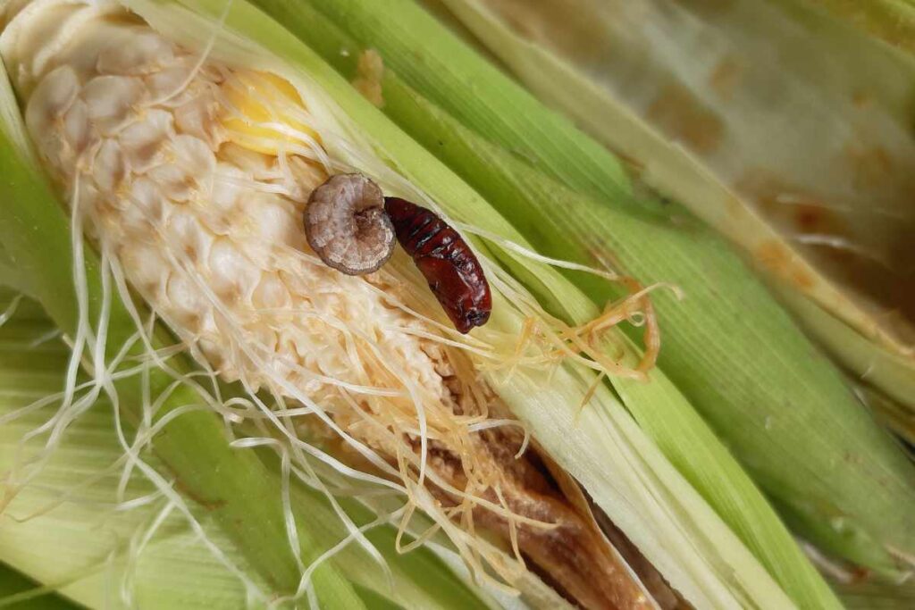 How to Effectively Eliminate Corn Worms from Your Garden