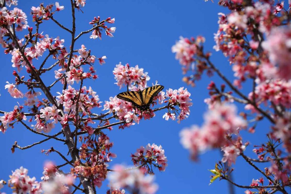 The Best Pollinators for Fruit Trees