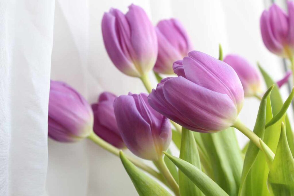 Cultivating Tulips with Soil-Free Techniques