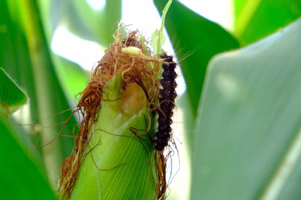 How to Effectively Eliminate Corn Worms from Your Garden