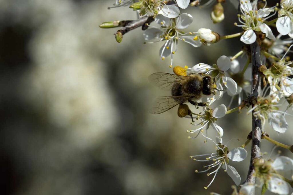 The Best Pollinators for Fruit Trees